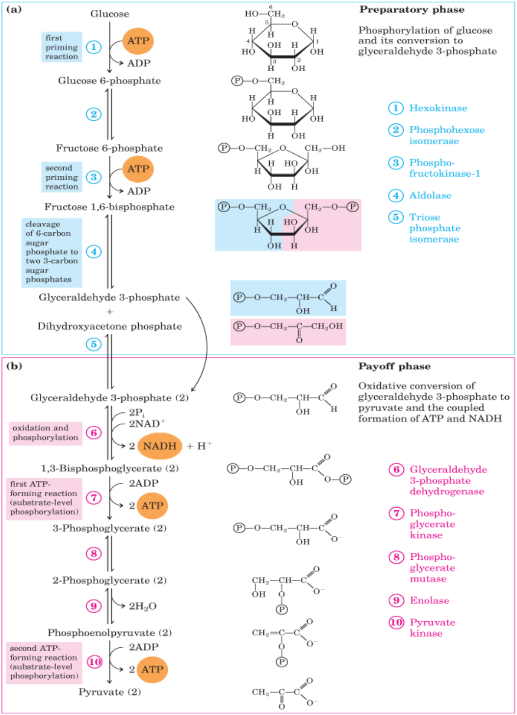 Metabolismo del glucosio – WikiSID